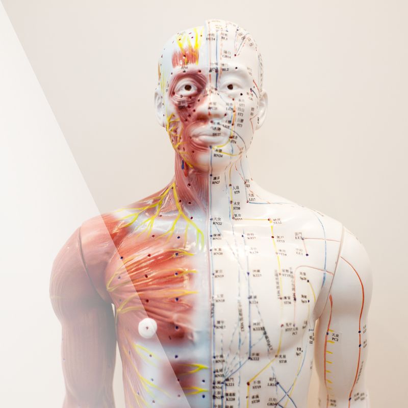 The 12 Meridians of the Body Explained » Melton Acupuncture | Morgan ...